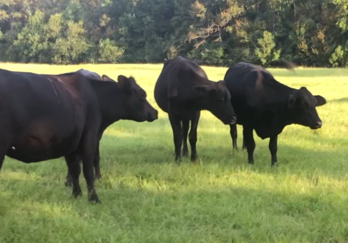 Cattle Sale | Pruitt's Mid-State Stockyards, LLC in Damascus, AR